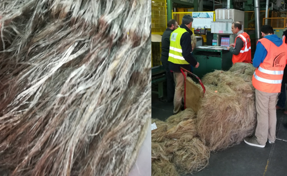 SSUCHY HEMP processing: from plants to aligned fibres - SSUCHY